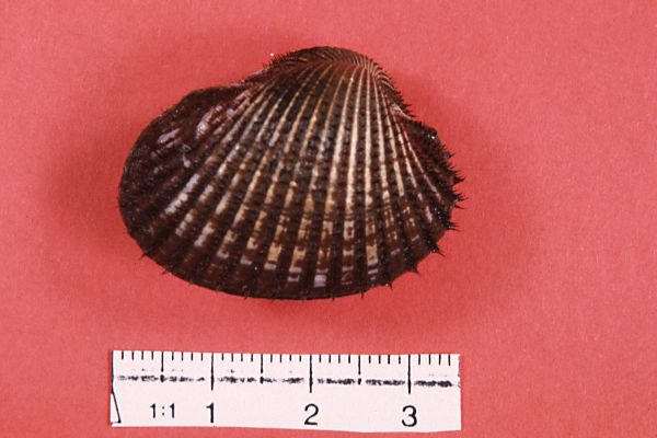 Scapharca subcrenata (Lischke)